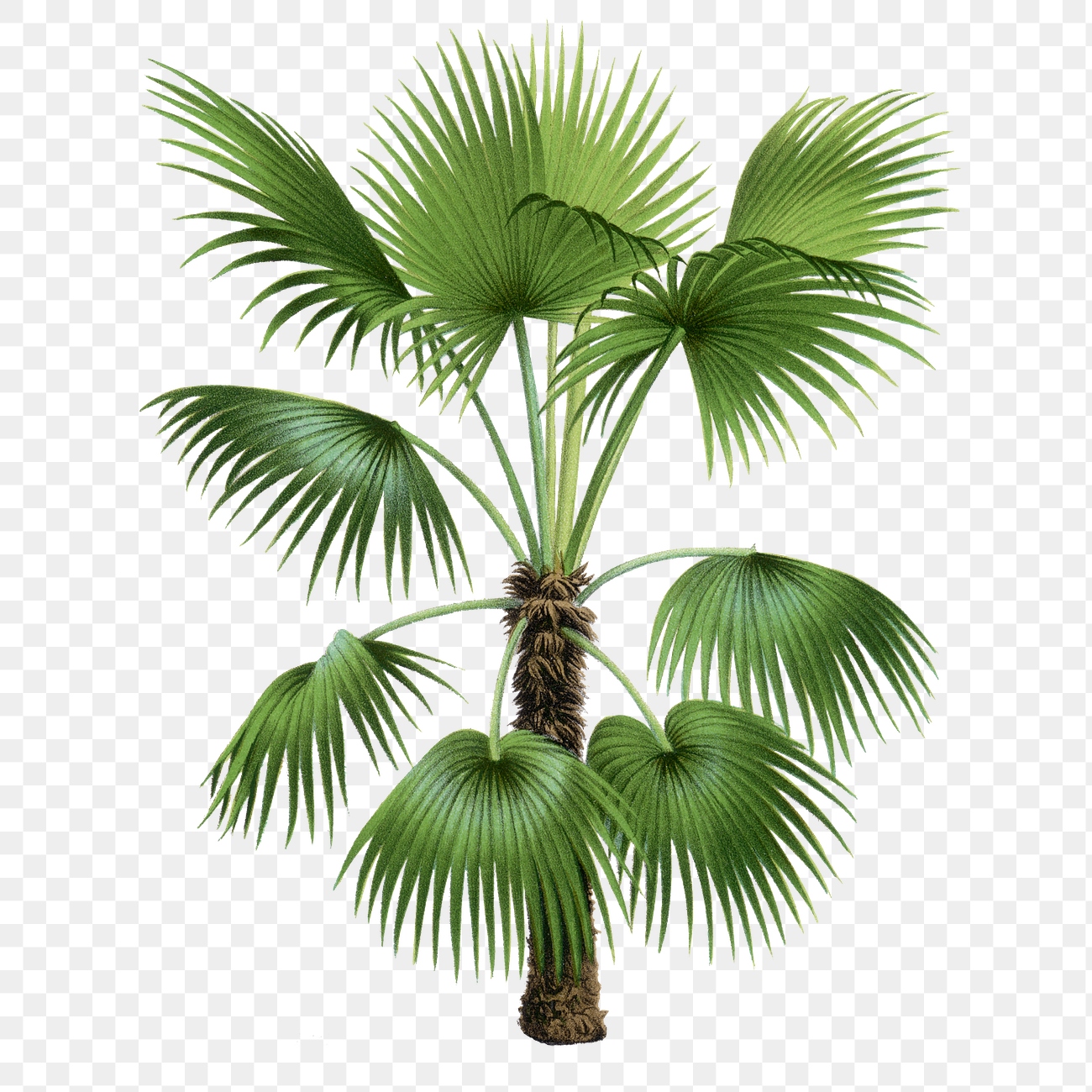 Botanical palm tree png sticker | Premium PNG Sticker - rawpixel