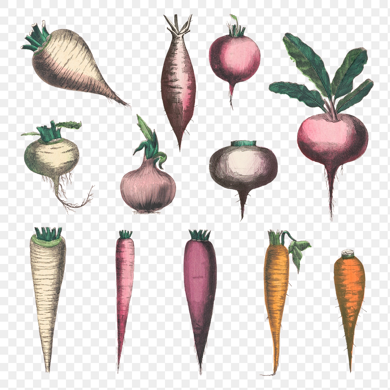 Root vegetable png set, remix | Premium PNG - rawpixel