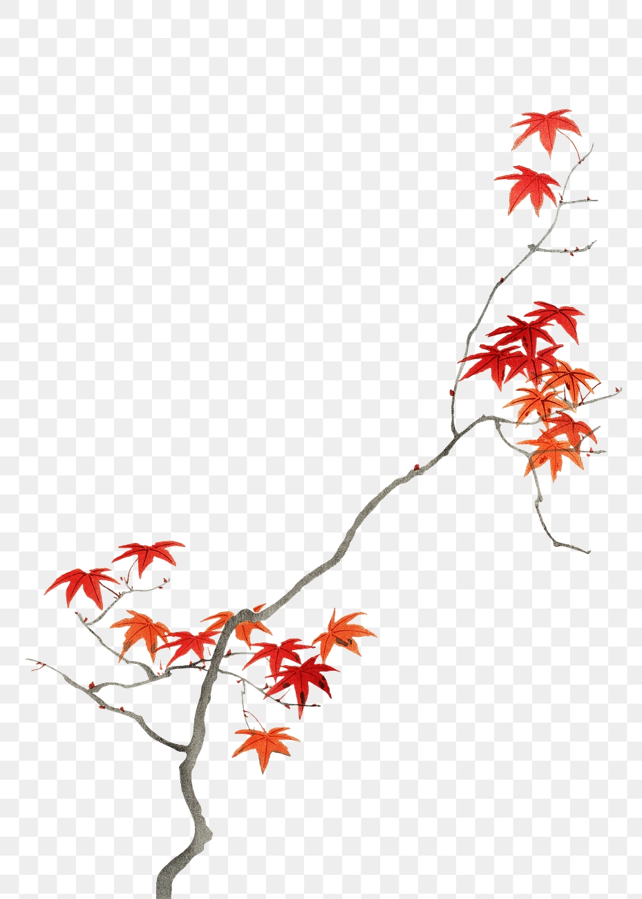Traditional Japanese maple leaf ornamental | Premium PNG Sticker - rawpixel