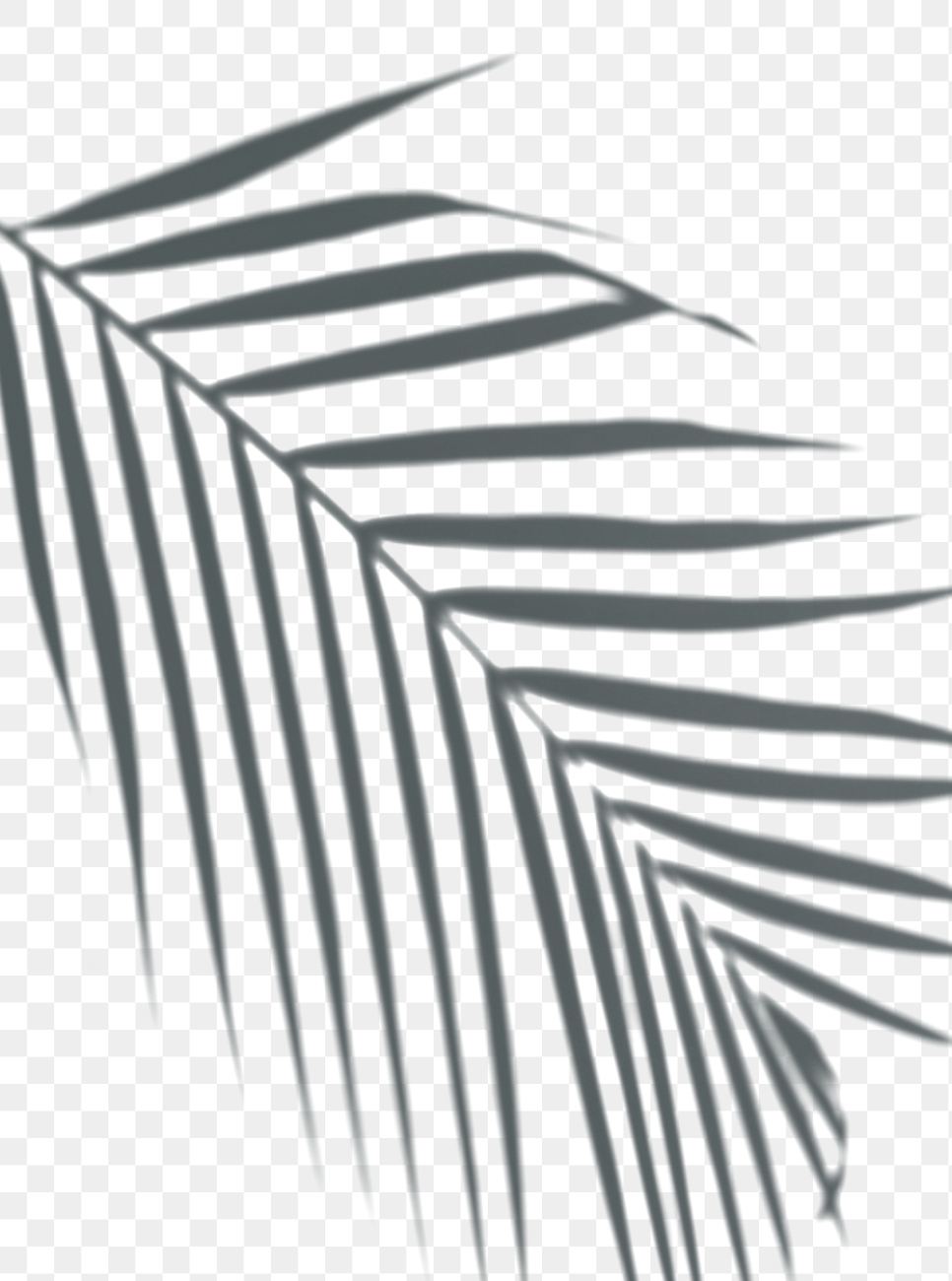 PNG Shadow palm leaves, transparent | Premium PNG Sticker - rawpixel