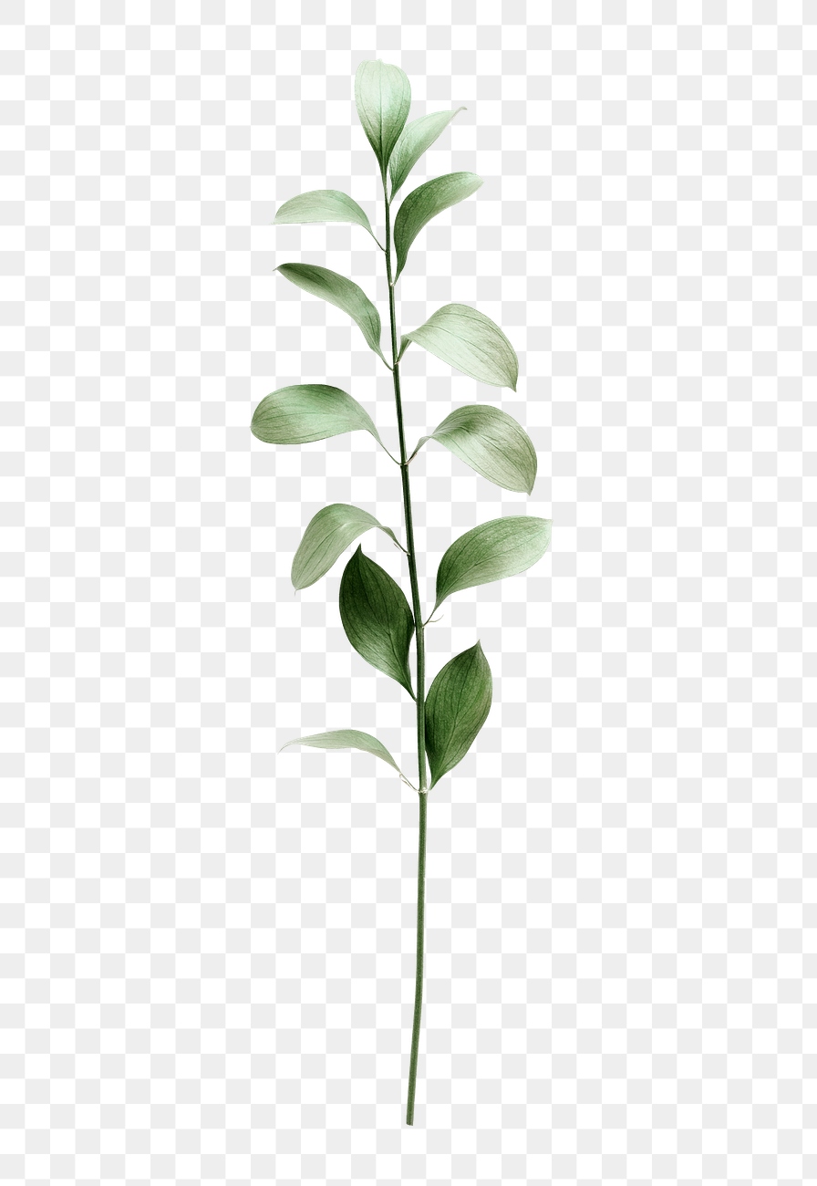 PNG Green foliage, transparent background | Premium PNG - rawpixel