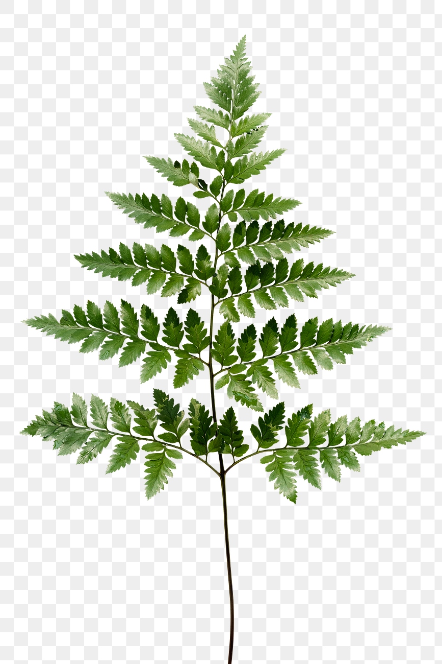 Fresh green leatherleaf fern transparent | Premium PNG Sticker - rawpixel