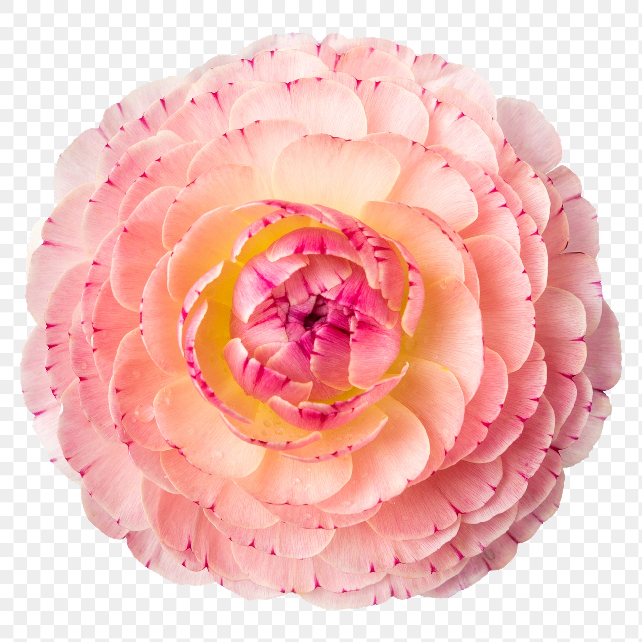 Pink ranunculus png, flower sticker | Premium PNG - rawpixel