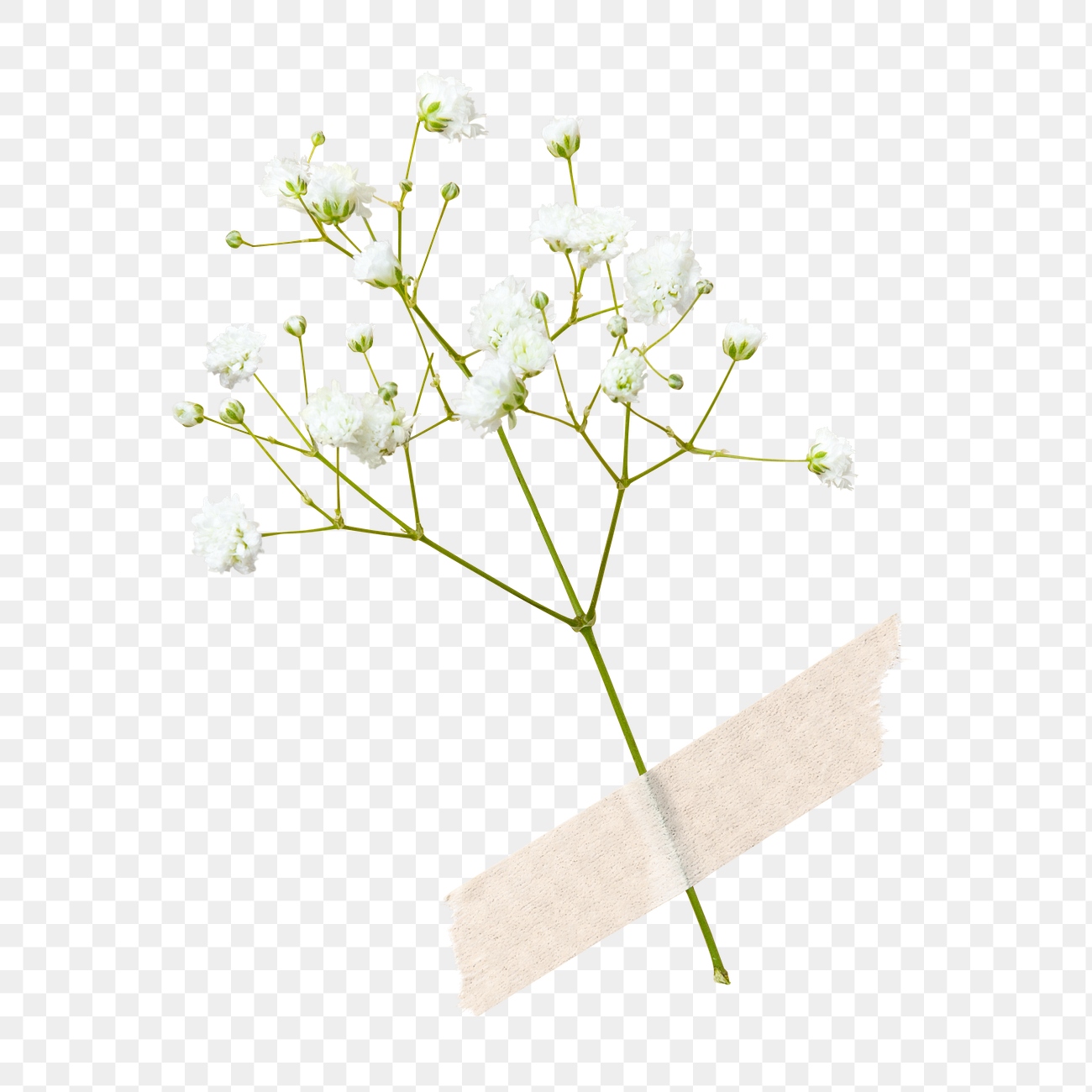Gypsophila png, collage element | Premium PNG - rawpixel