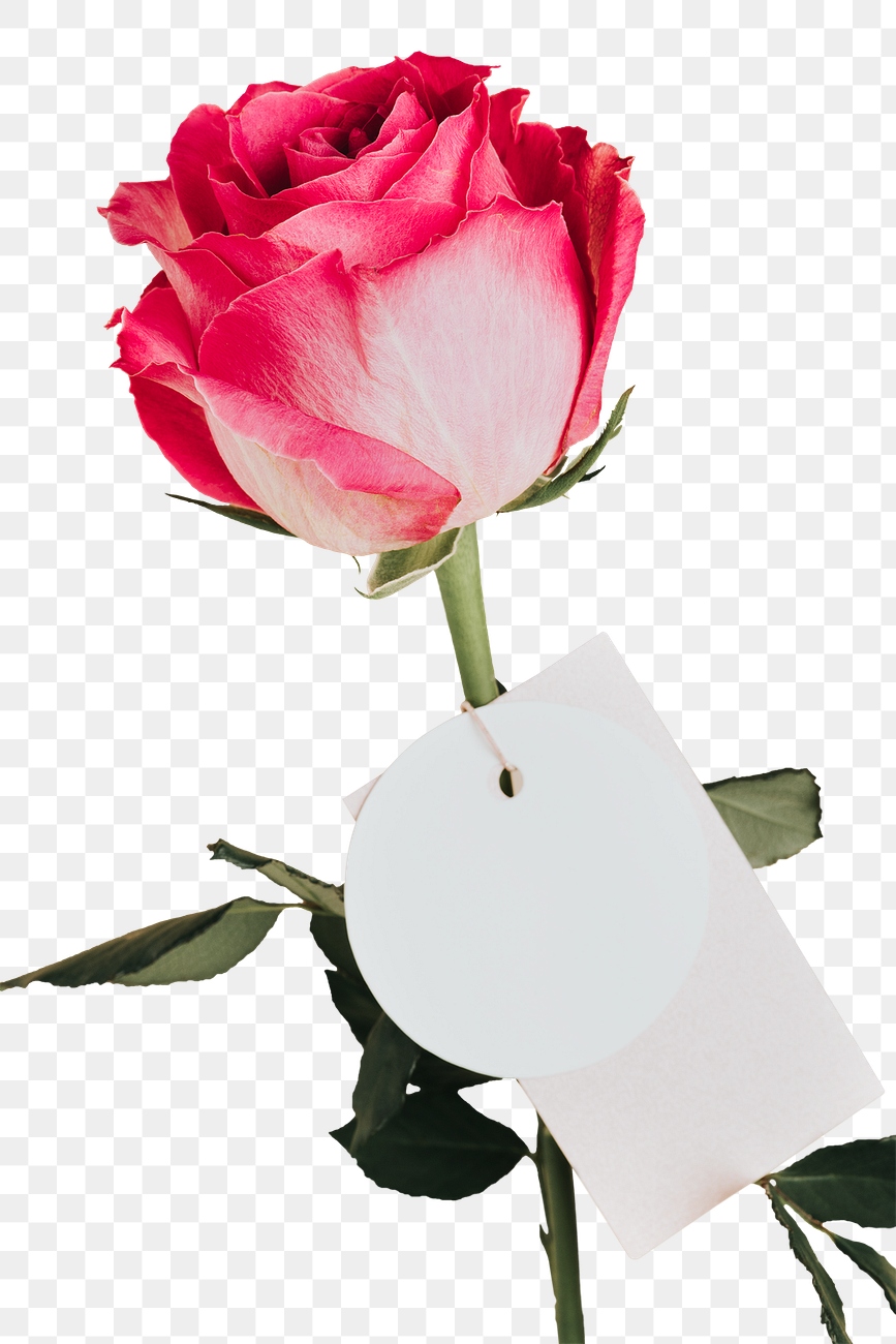Pink rose flower tag transparent | Premium PNG Sticker - rawpixel