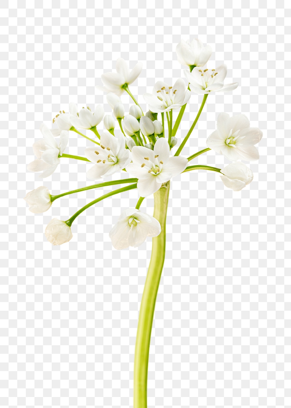 Natural white Allium Neapolitanum flower | Premium PNG Sticker - rawpixel