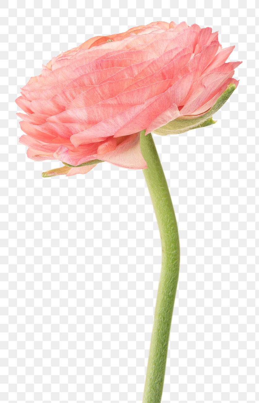 Blooming pink ranunculus flower transparent | Premium PNG Sticker ...
