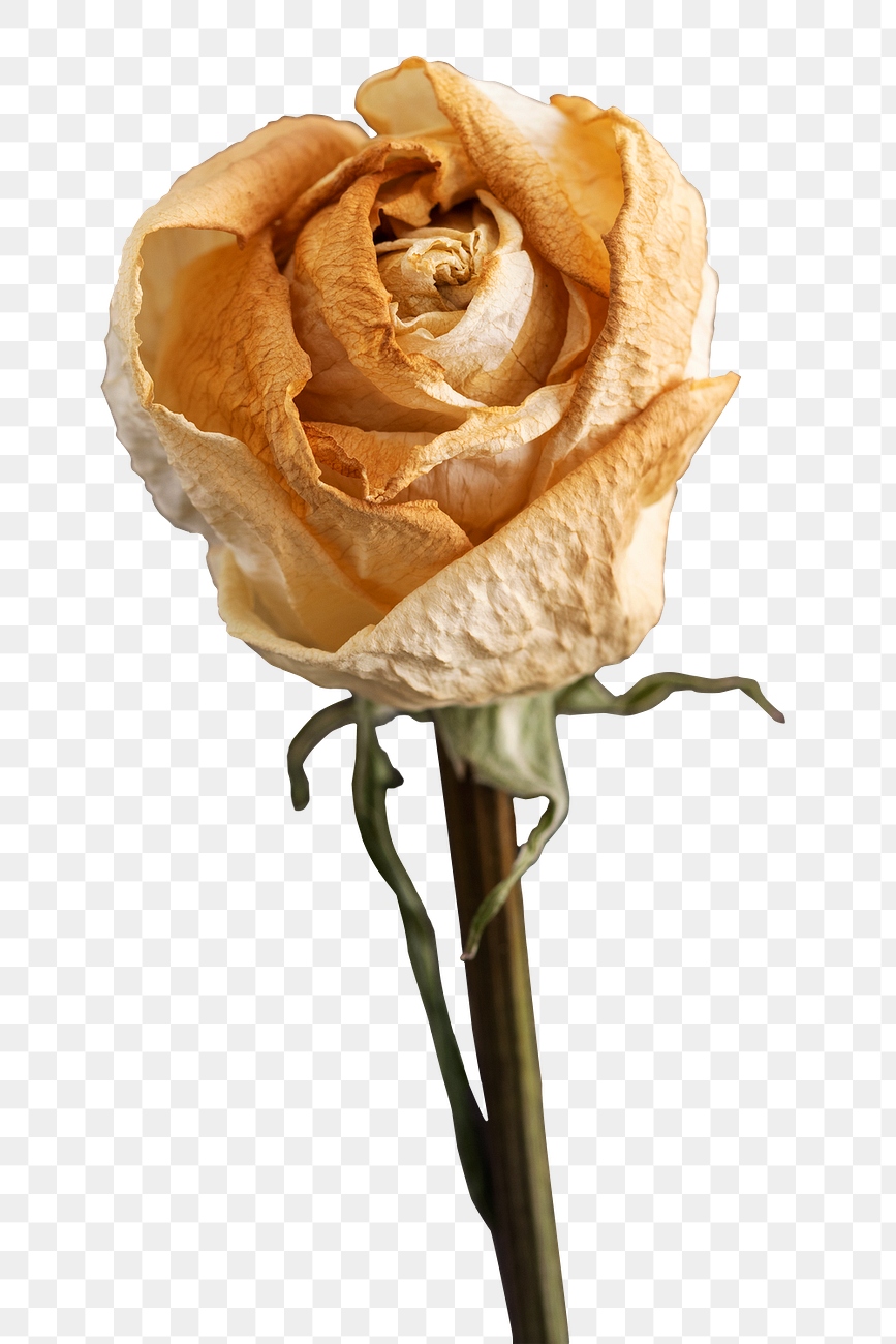 Dried white rose flower design | Premium PNG Sticker - rawpixel