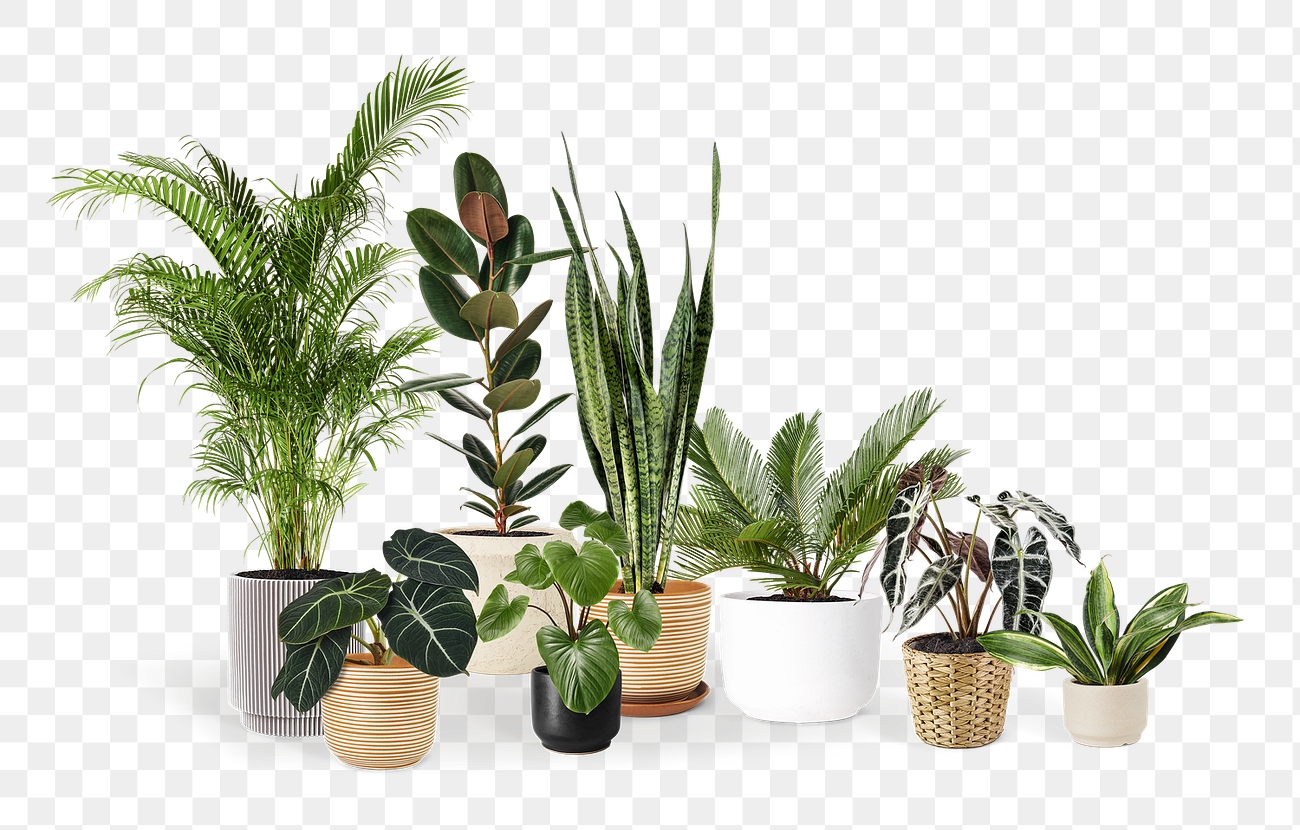 Indoor plants png mockup tropical | Premium PNG - rawpixel