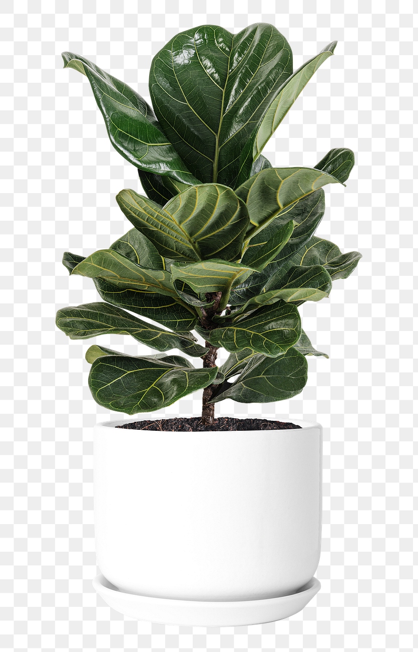 Fiddle leaf fig png mockup | Premium PNG Sticker - rawpixel