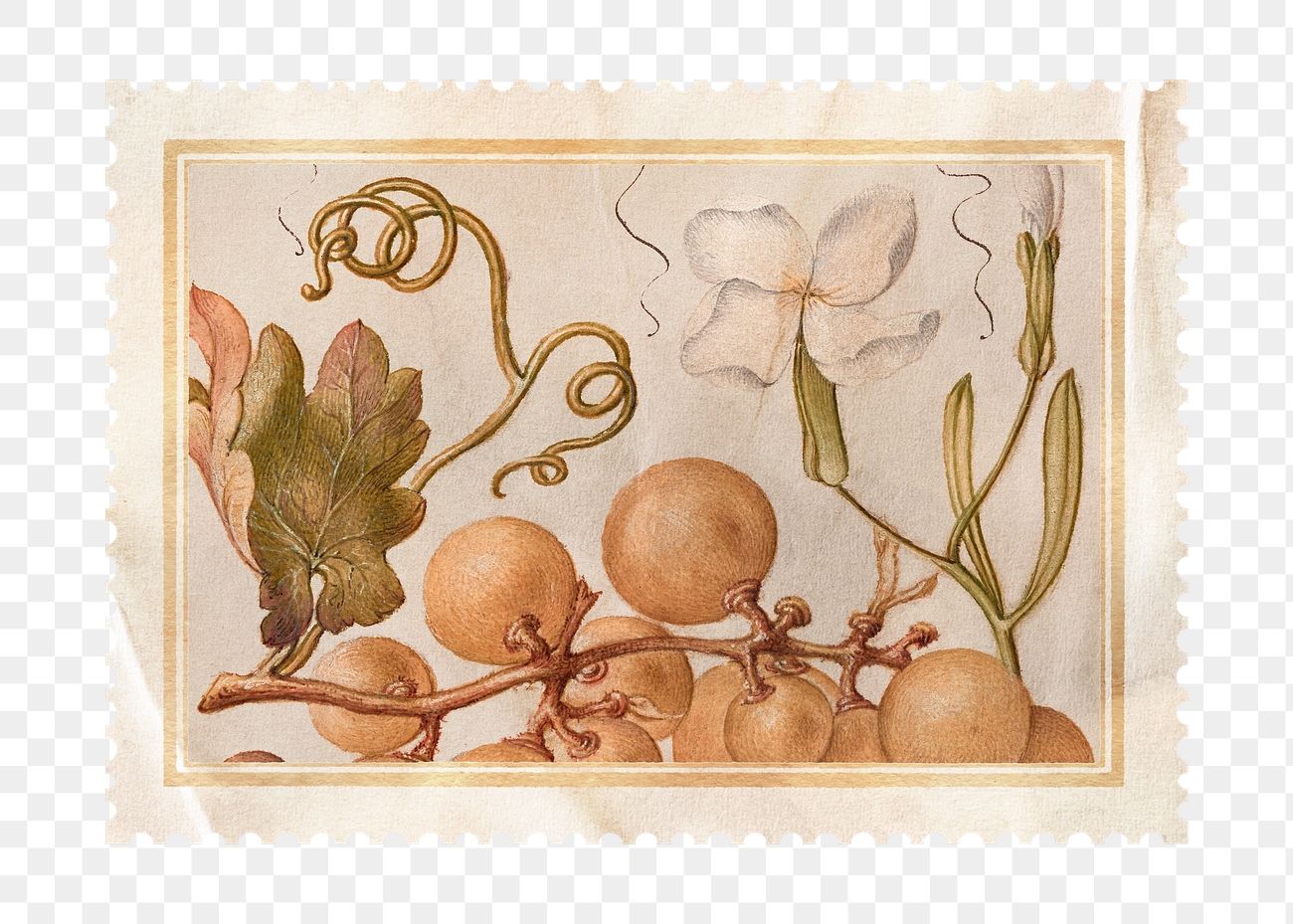 Vintage botanical stamp png sticker | Premium PNG - rawpixel