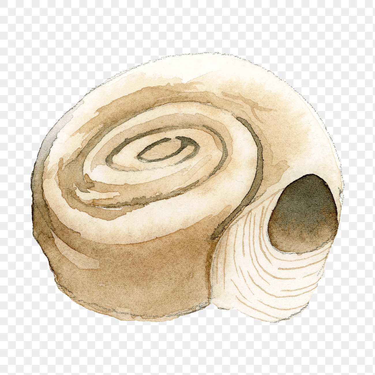 Watercolor painted seashell transparent png | Free PNG Sticker - rawpixel