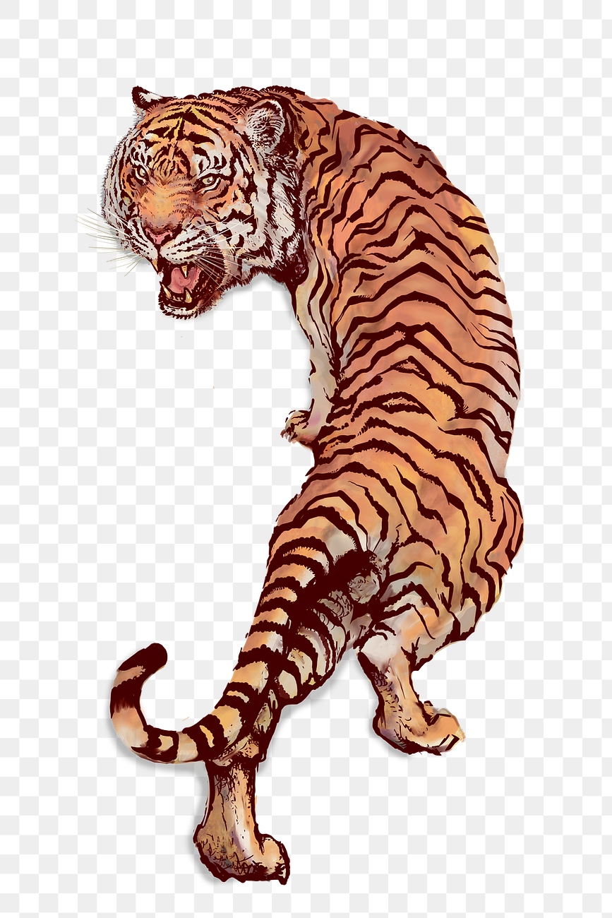 Hand drawn roaring tiger overlay | Premium PNG Sticker - rawpixel