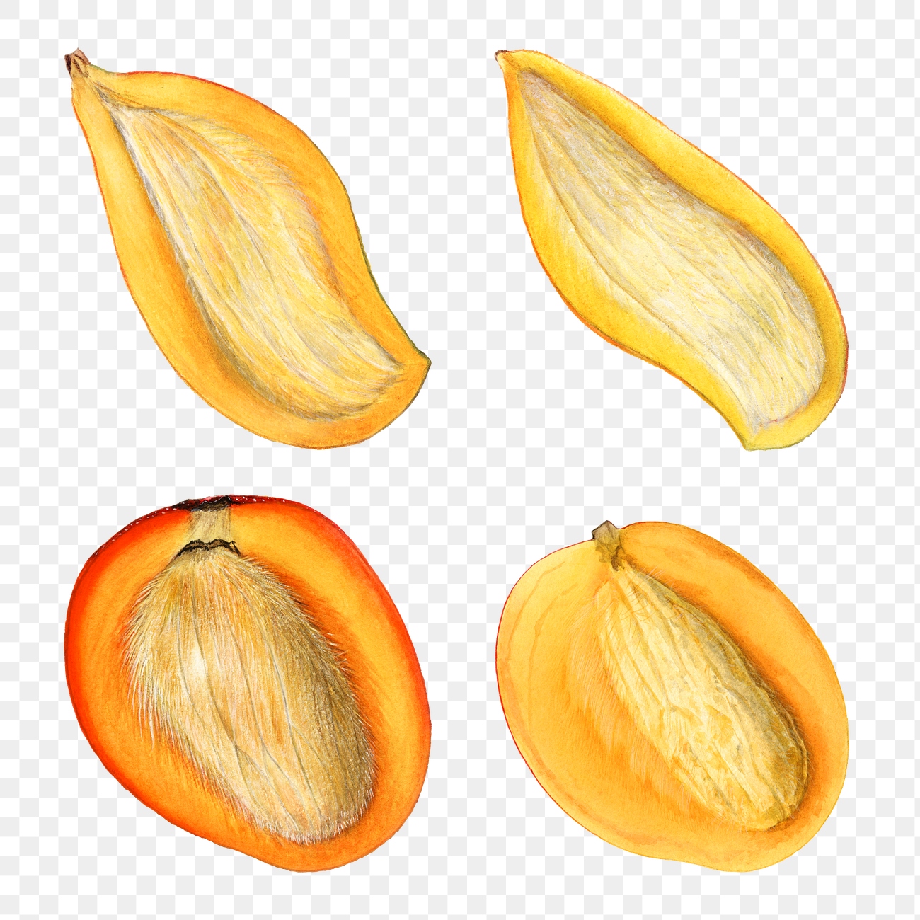 Hand drawn natural fresh mango | Premium PNG - rawpixel