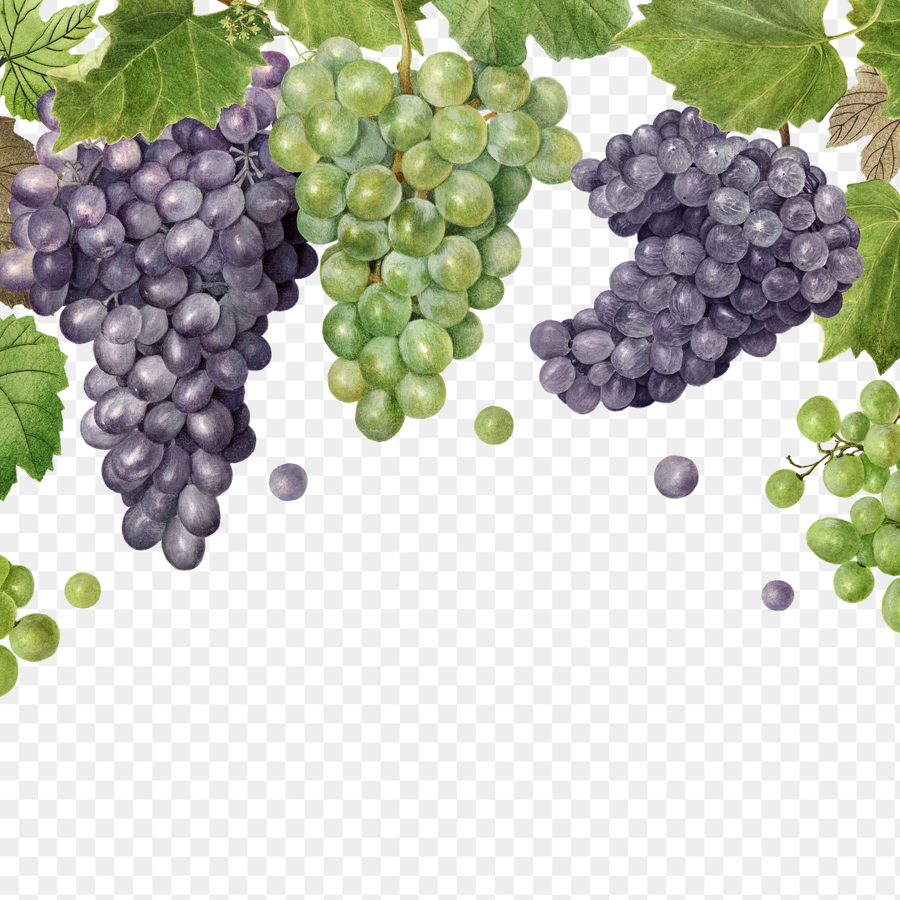 Hand drawn natural fresh grape | Premium PNG - rawpixel