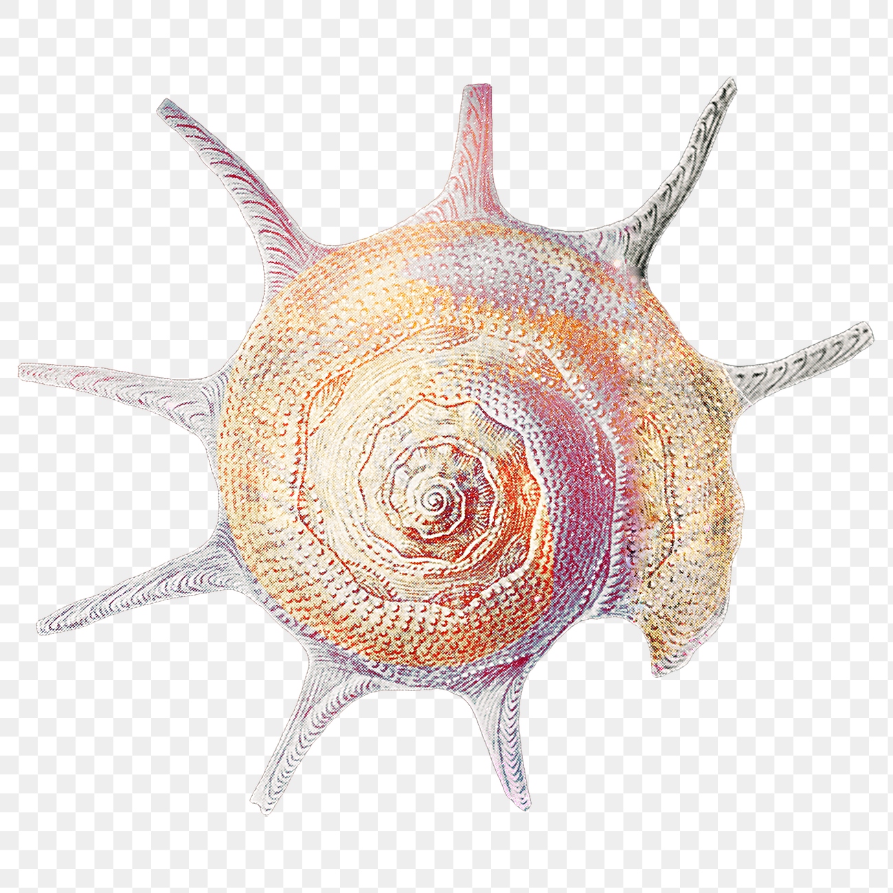 Vintage colorful seashell design element | Premium PNG Sticker - rawpixel