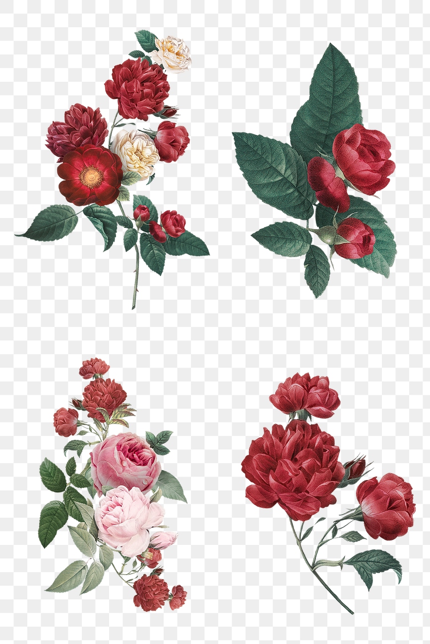 Luxury Valentine's red roses png | Premium PNG - rawpixel