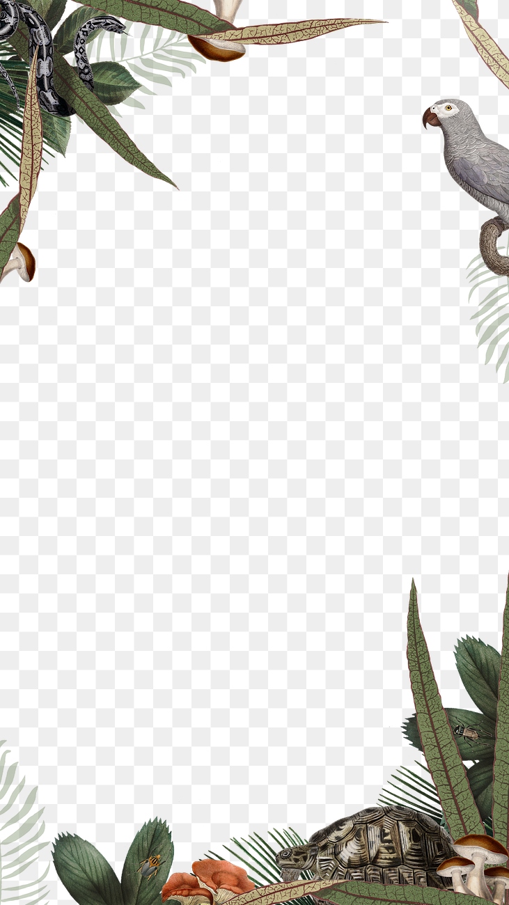 Jungle frame png transparent background | Free PNG - rawpixel
