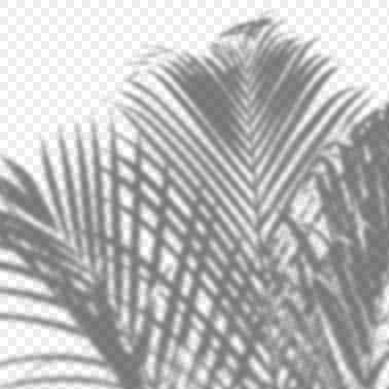 PNG palm tree shadow design | Premium PNG - rawpixel