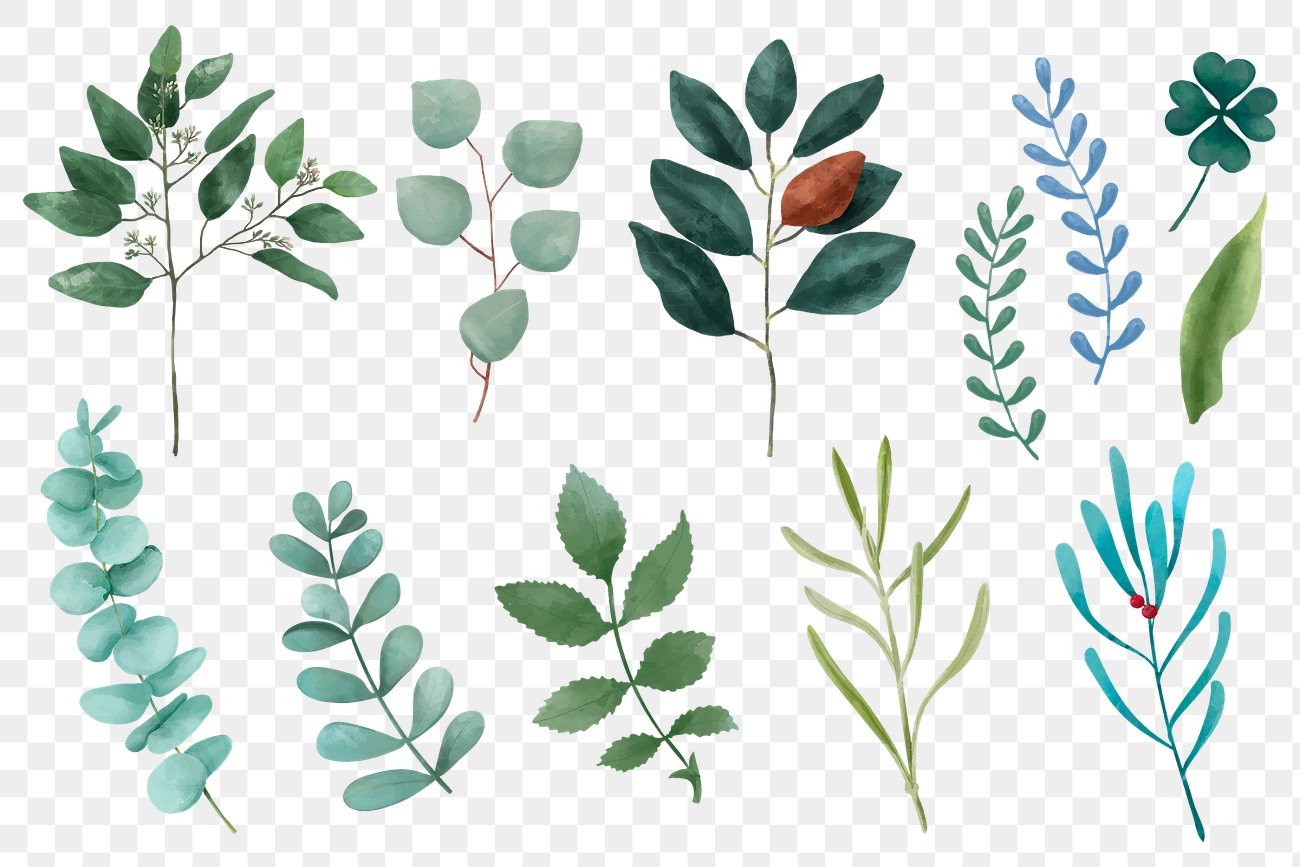 Green leaves sticker png watercolor | Free PNG - rawpixel