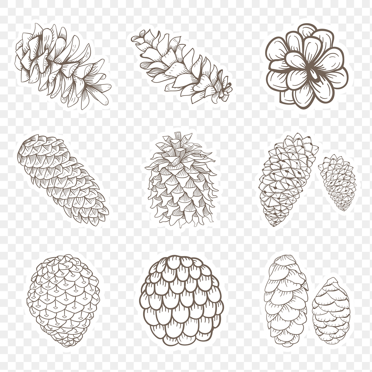 Conifer cone sticker white border | Premium PNG - rawpixel