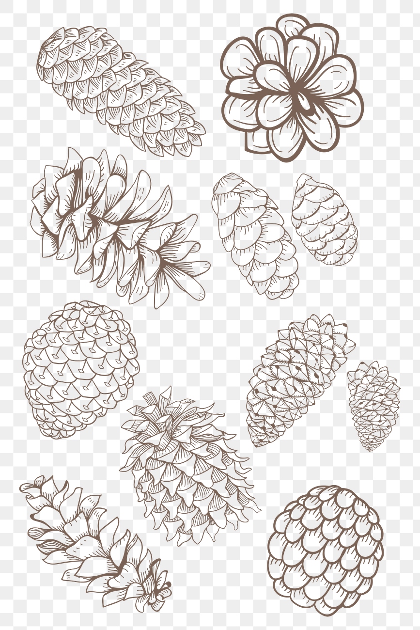 Conifer cone sticker design element | Premium PNG - rawpixel