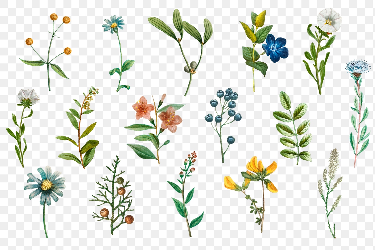 Hand drawn flower png sticker | Premium PNG - rawpixel