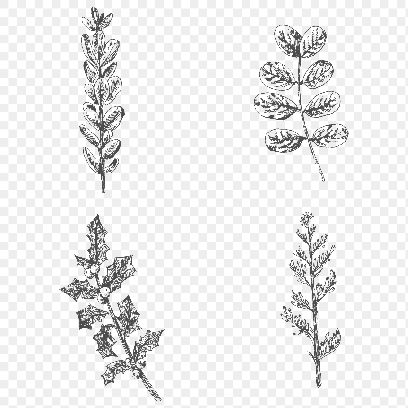 Hand drawn plants collection transparent | Premium PNG - rawpixel