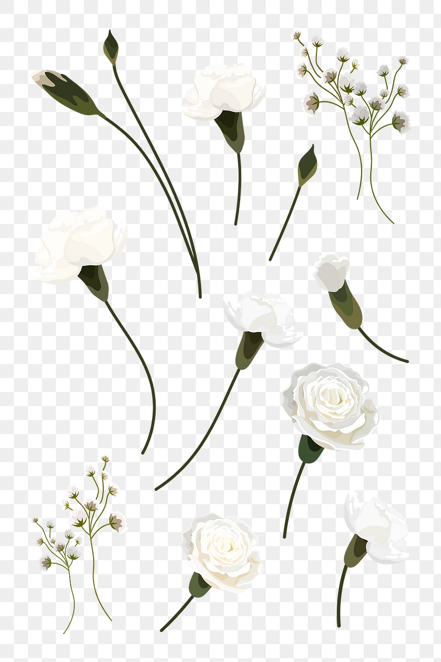 White flowers design resource collection | Premium PNG - rawpixel