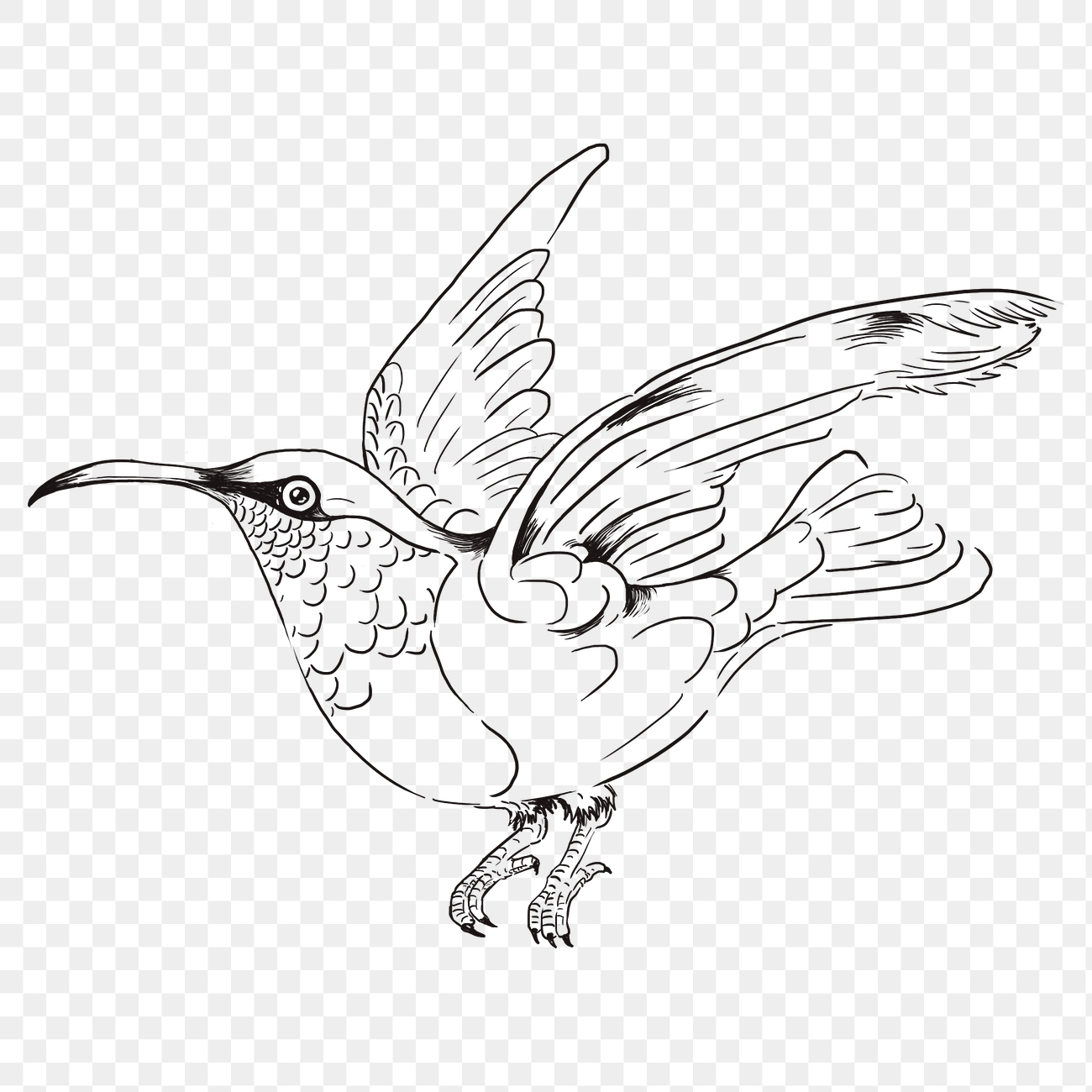 Hand drawn hummingbird transparent png | Premium PNG Sticker - rawpixel