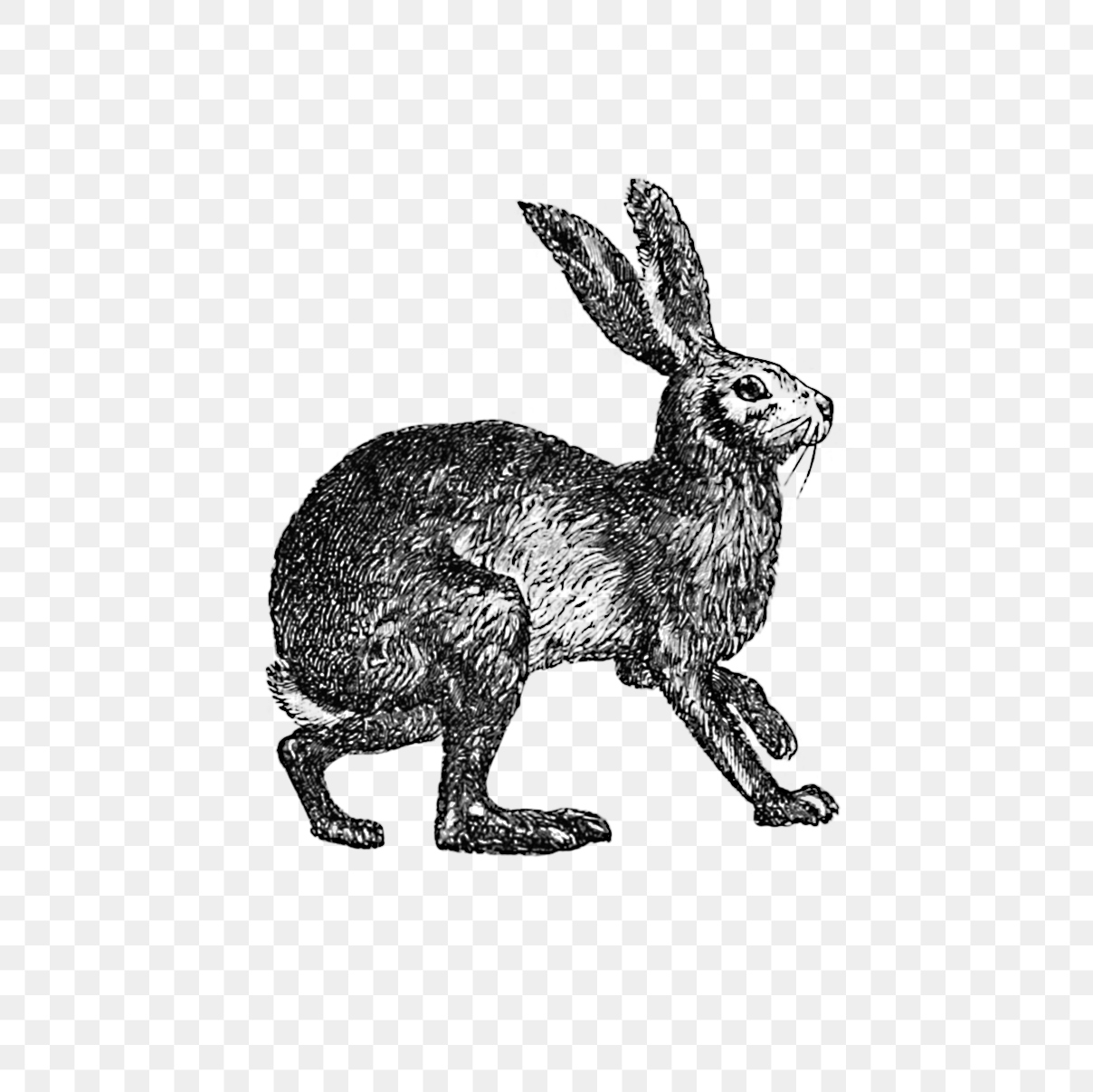 Vintage Victorian style rabbit engraving | Free PNG Sticker - rawpixel