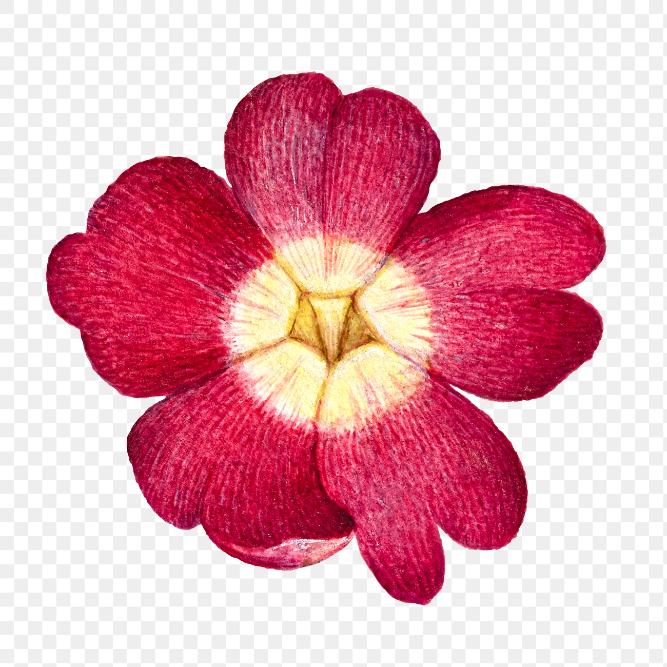 Red primrose flower png hand | Premium PNG Sticker - rawpixel