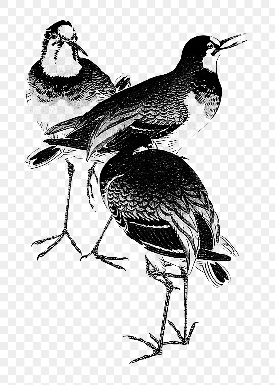 Vintage illustration of snipes design | Free PNG Sticker - rawpixel