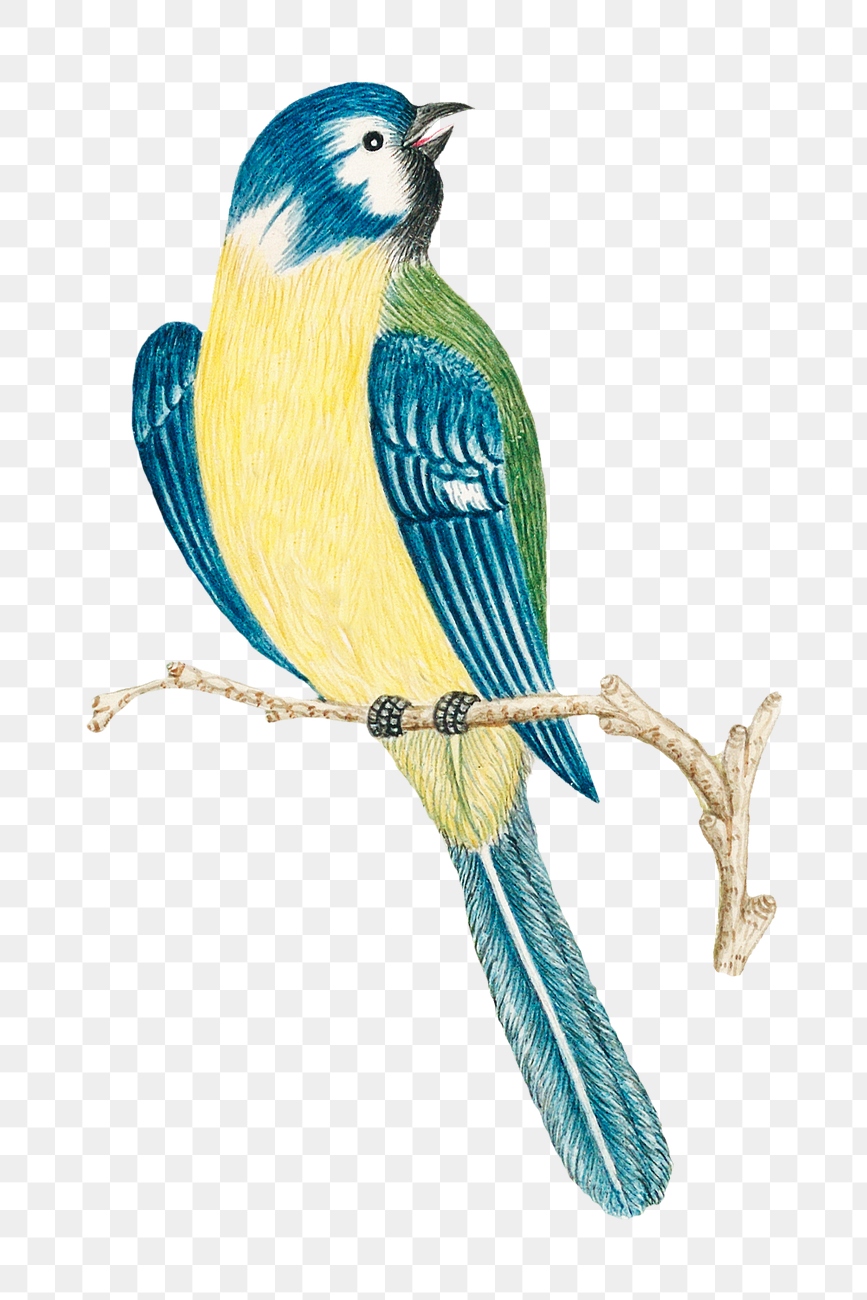 Vintage bird png illustration, remixed | Premium PNG Sticker - rawpixel