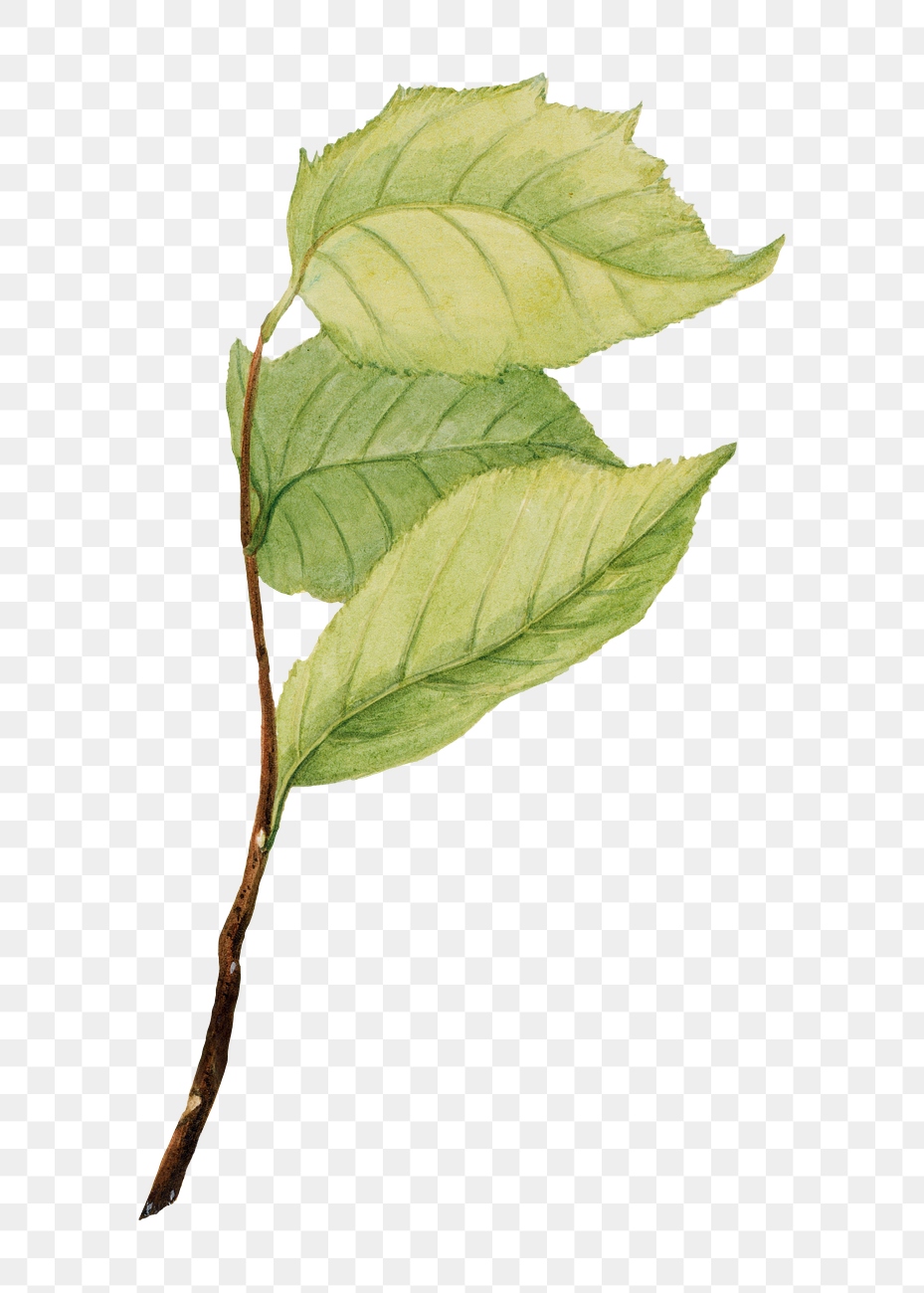 Hazel Leaf Images | Free Photos, PNG Stickers, Wallpapers & Backgrounds ...