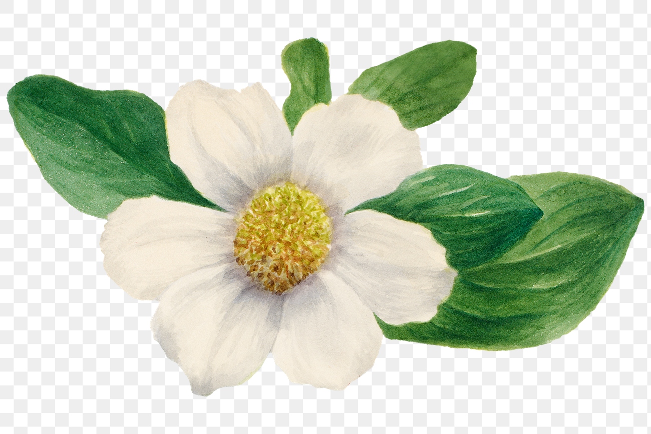 White Pacific dogwood blossom png | Free PNG Sticker - rawpixel