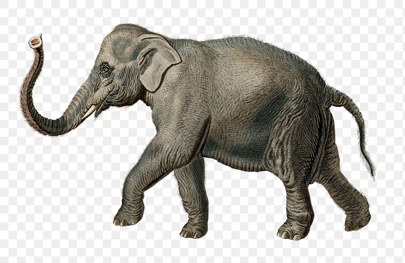 Vintage png Asian elephant animal, | Free PNG Sticker - rawpixel