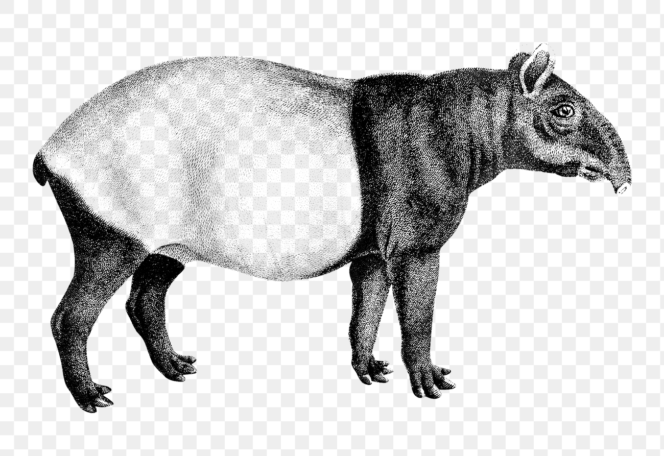 Vintage Malayan tapir png animal, | Free PNG Sticker - rawpixel
