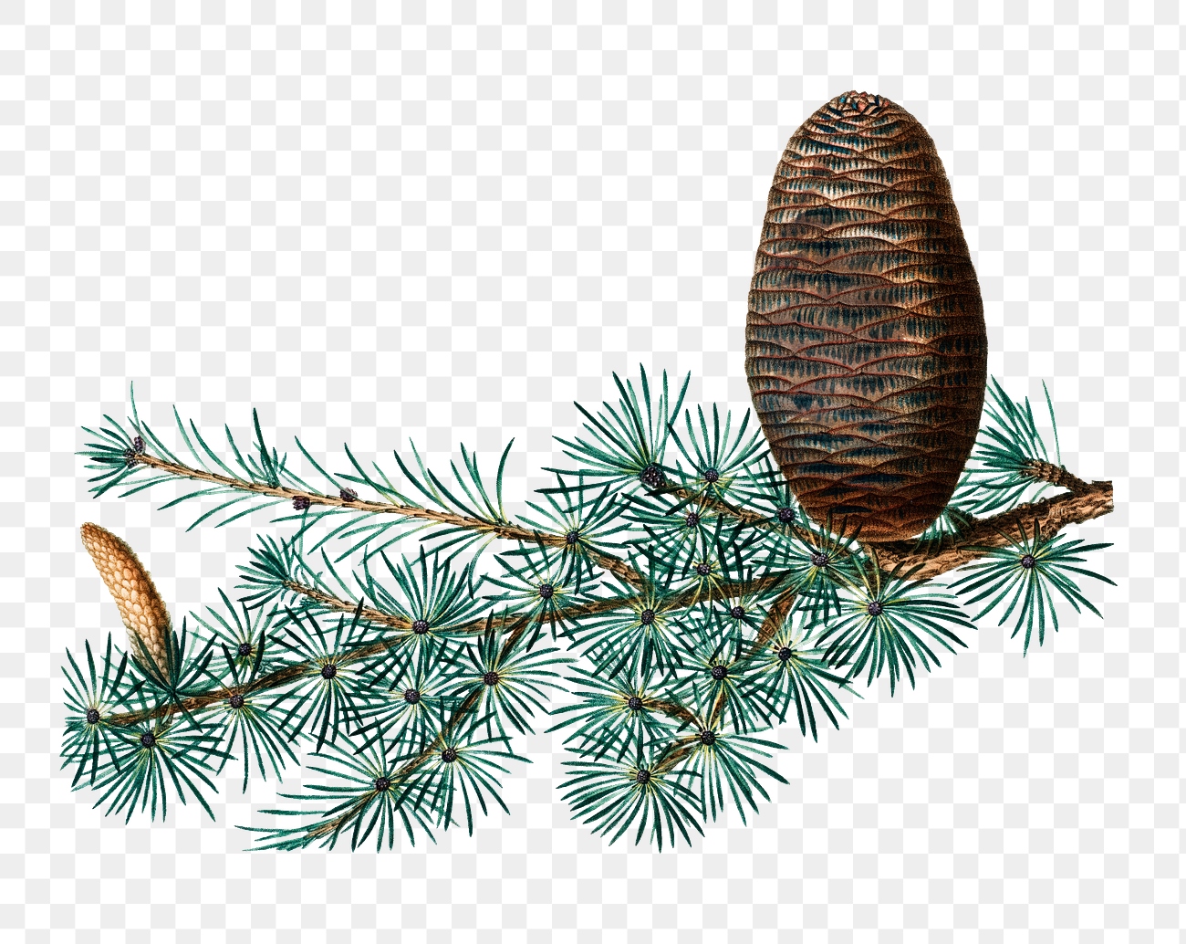 Cedar Tree Images | Free Vectors, PNGs, Mockups & Backgrounds - rawpixel