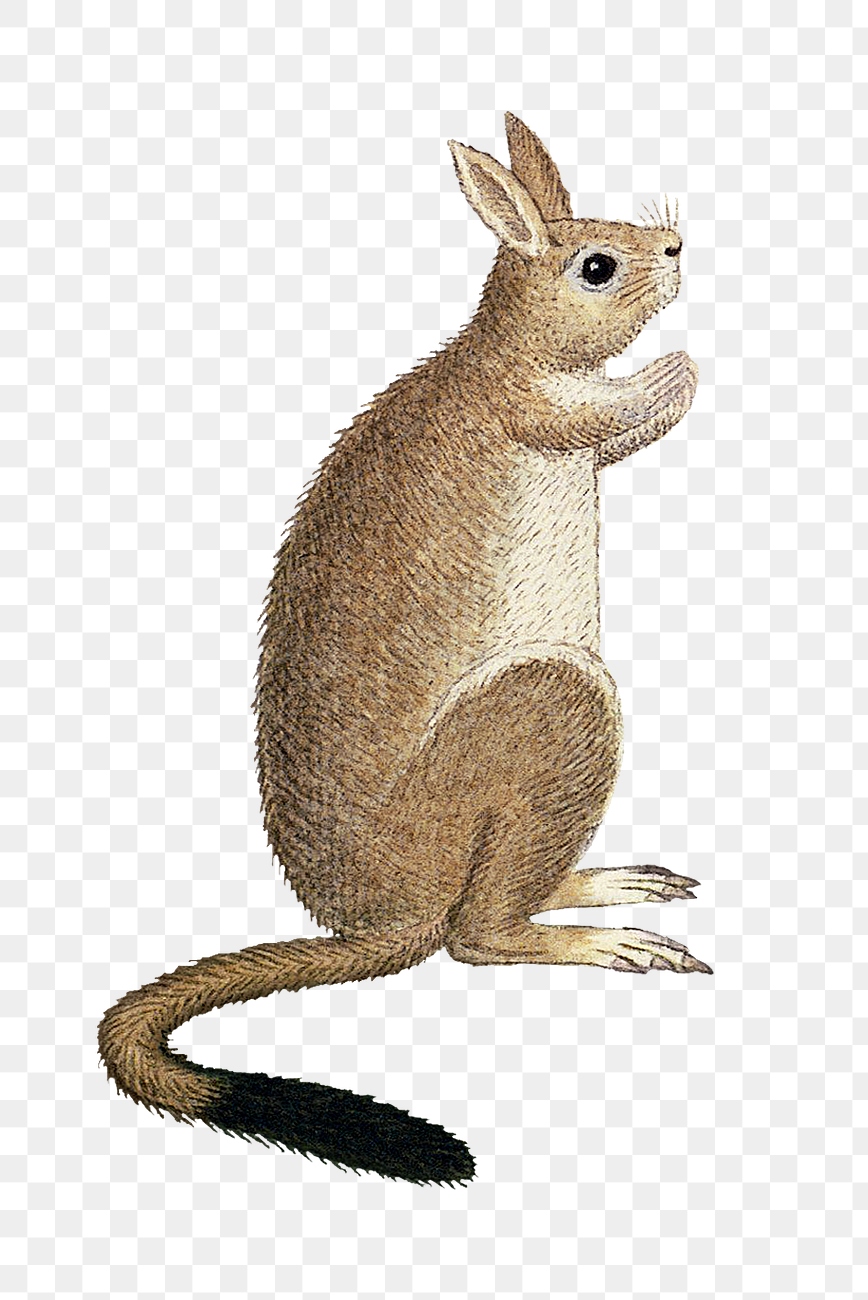 Springhare png vintage animal illustration, | Premium PNG Sticker ...