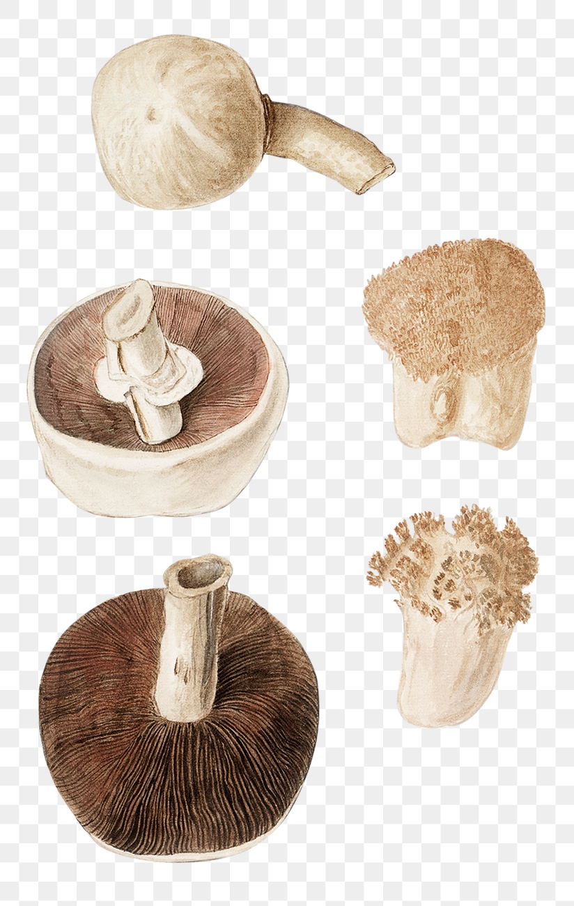 Vintage mushroom variety illustration | Premium PNG Sticker - rawpixel