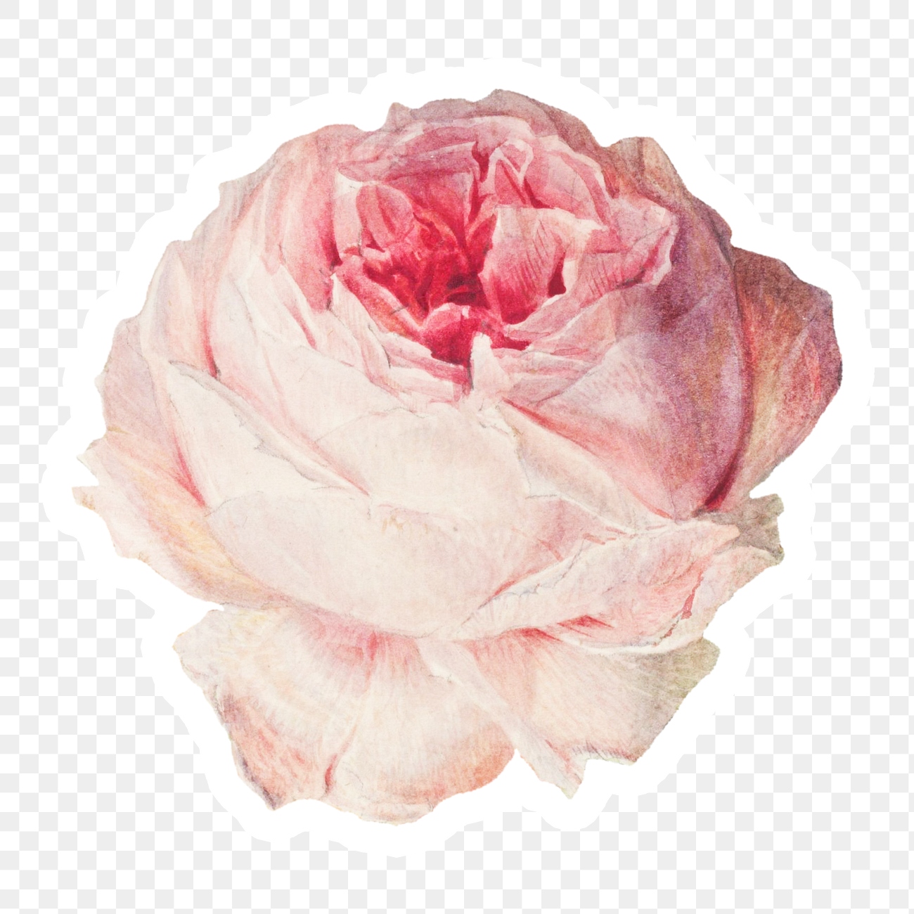 Blooming pink rose flower sticker | Premium PNG Sticker - rawpixel