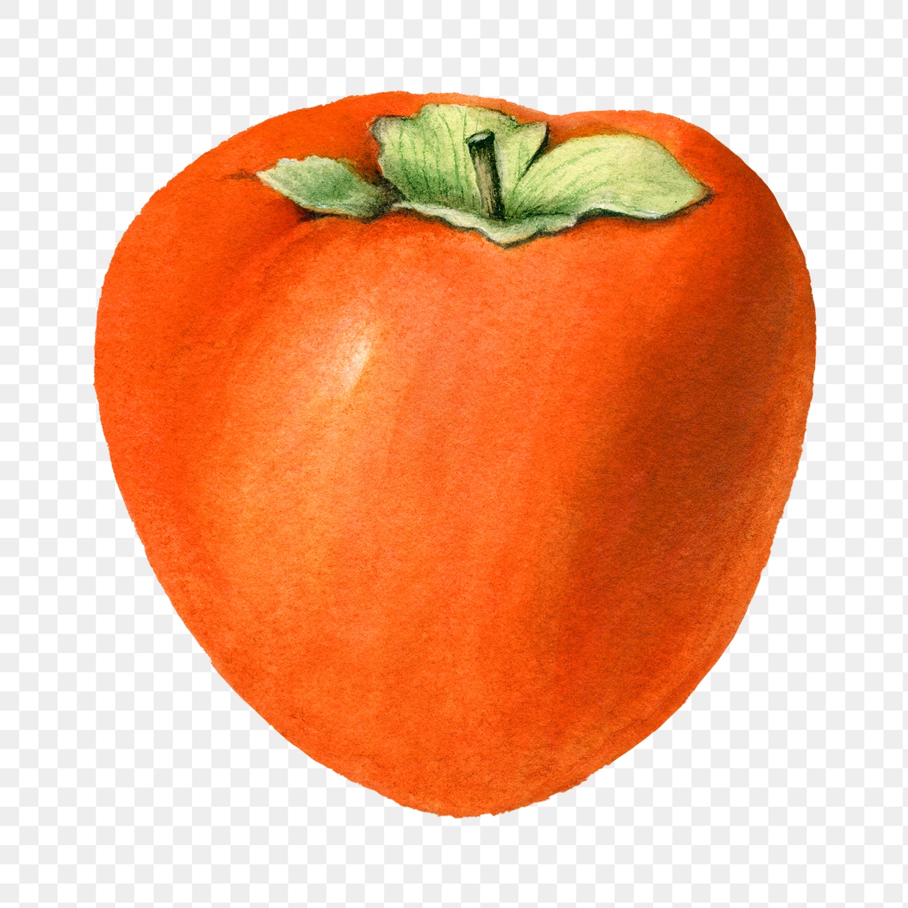 Vintage persimmon transparent png. Digitally | Premium PNG Sticker ...