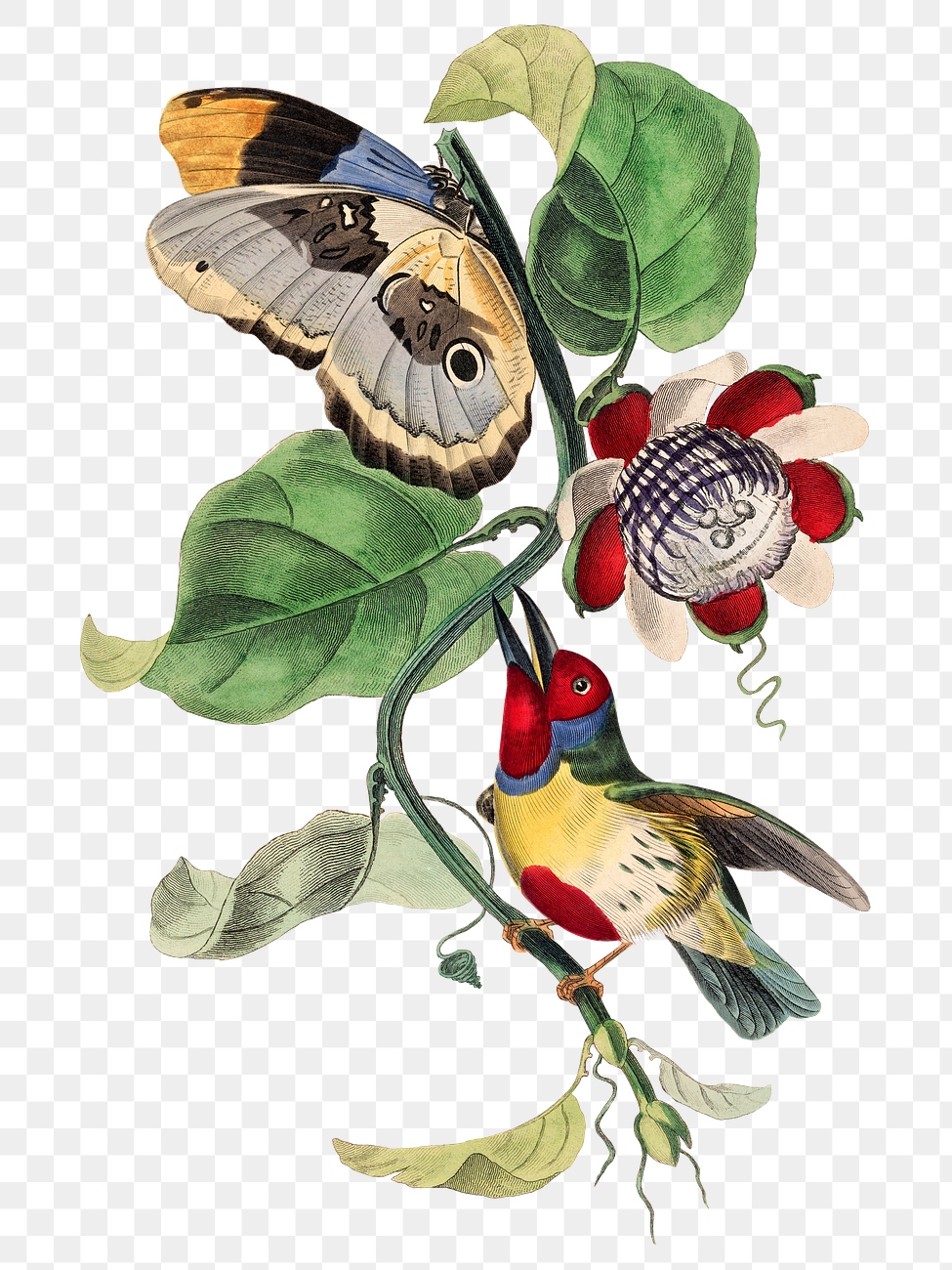 Versicolored barbet bird png sticker | Premium PNG - rawpixel