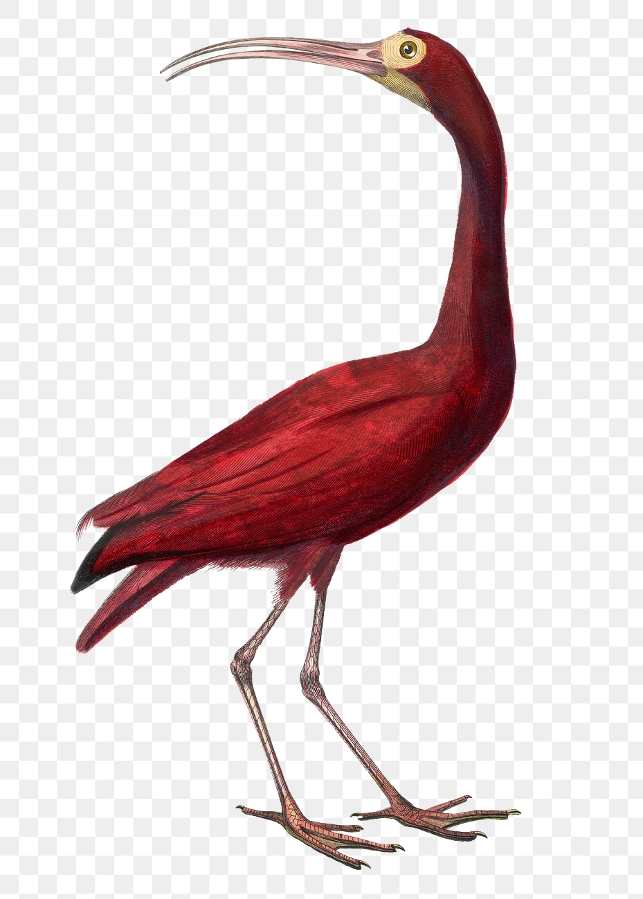 Png scarlet ibis bird sticker, | Premium PNG - rawpixel