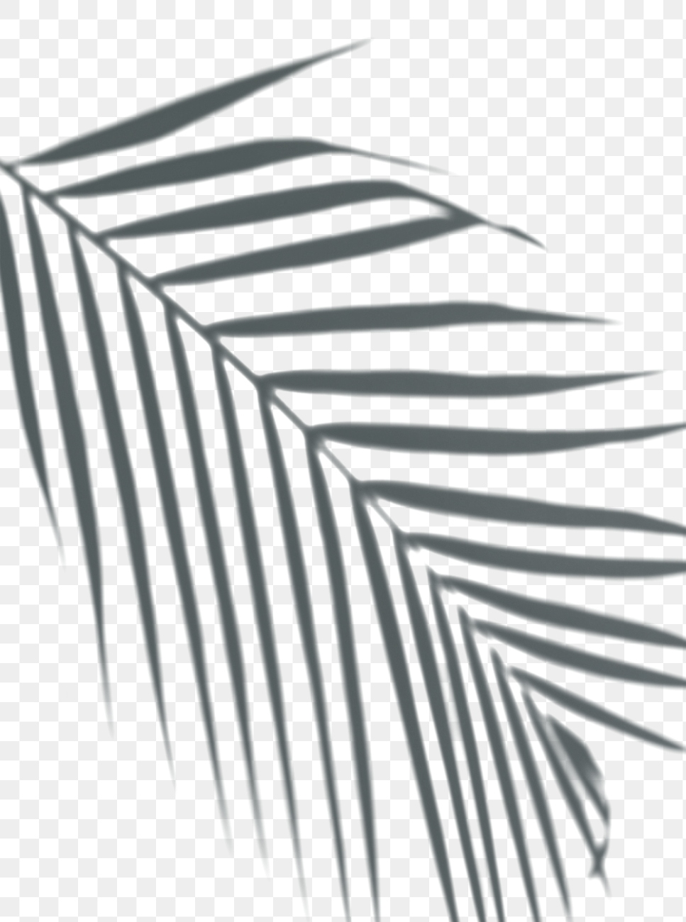 Shadow of palm leaves on a white | Free PNG Sticker - rawpixel