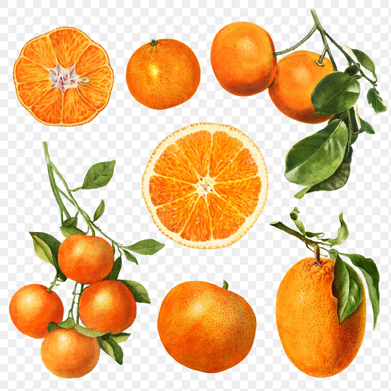 Hand drawn natural fresh oranges illustration | Royalty free stock ...