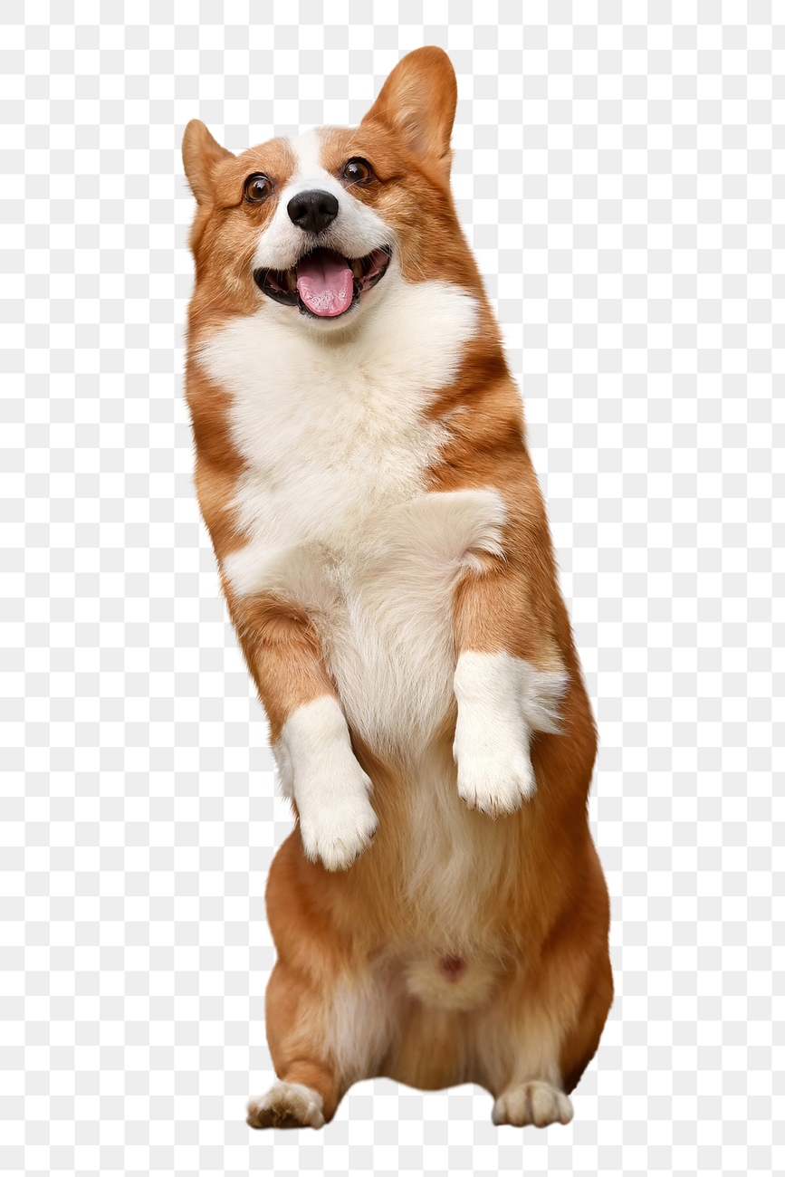 Corgi dog png, transparent background | Free PNG - rawpixel