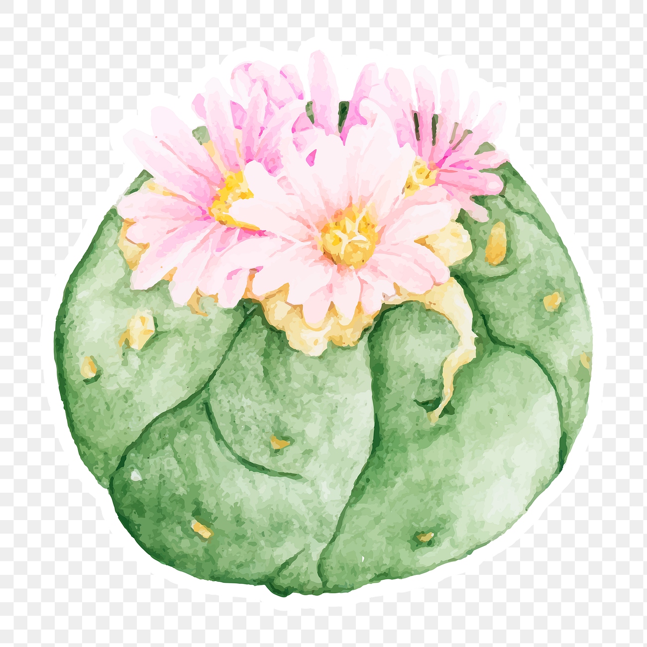 Peyote Images | Free Vectors, PNGs, Mockups & Backgrounds - rawpixel