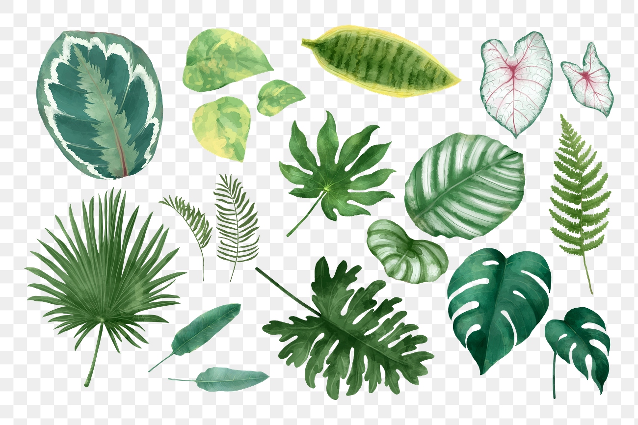Tropical Leaves Images | Free HD Backgrounds, PNGs, Vectors & Templates ...